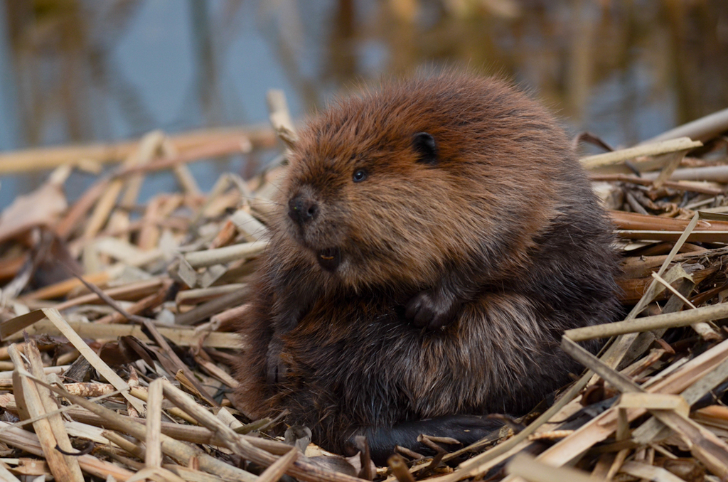 American Beaver (Castor canadensis) - Know Your Mammals
