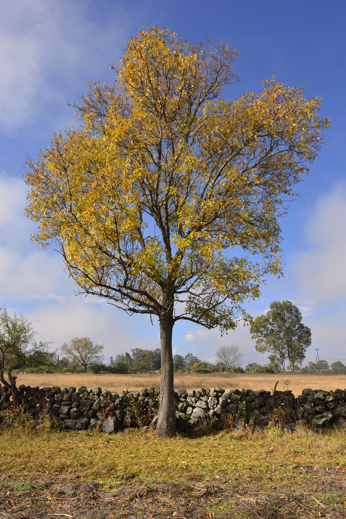 Shamel Ash from Coeneo, Mich., México on December 23, 2019 at 11:26 AM ...