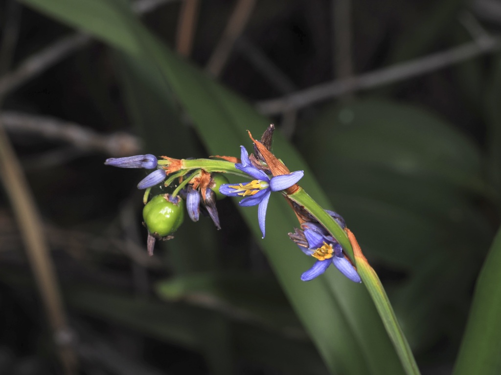 beach flax lily from Minnie Water NSW 2462, Australia on October 27 ...