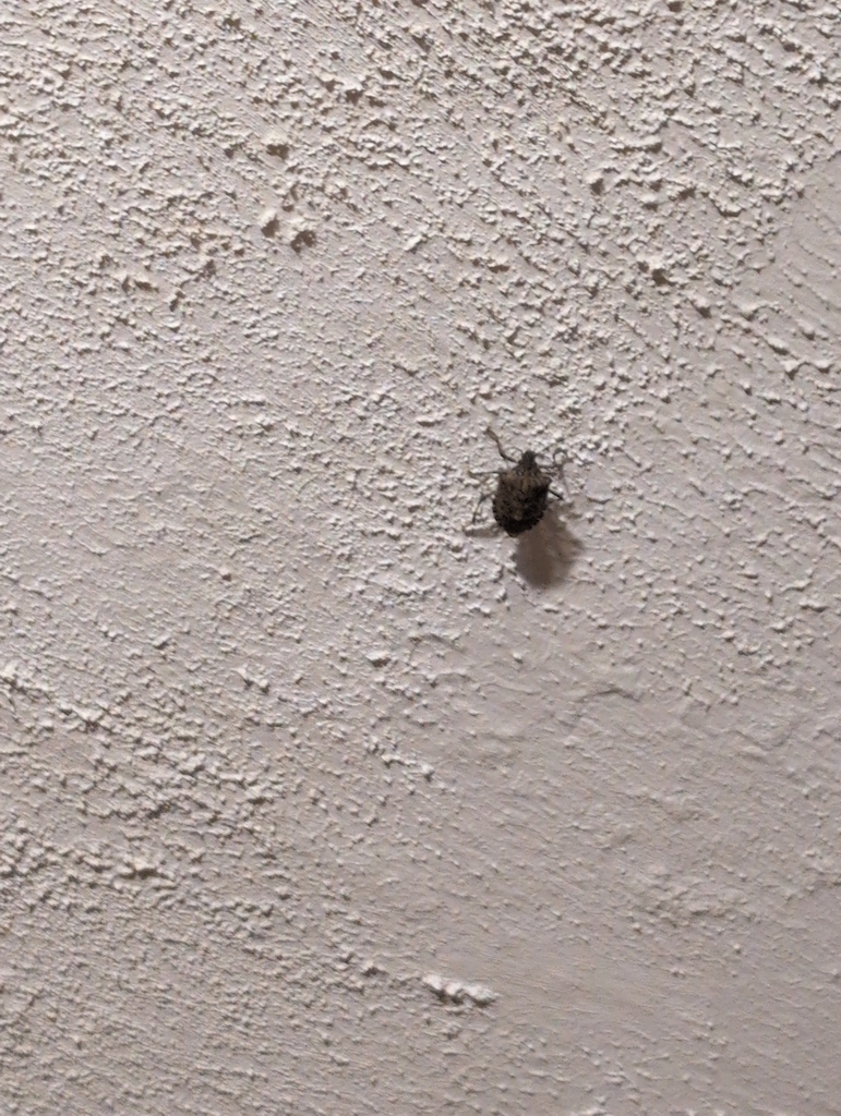 Brown Marmorated Stink Bug from Medina Township, IL, USA on November 01 ...
