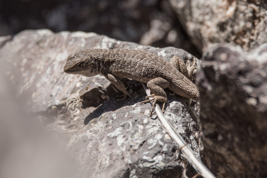 Fitzgerald's Tree Iguana from Los Andes Province, Valparaíso, Chile on ...