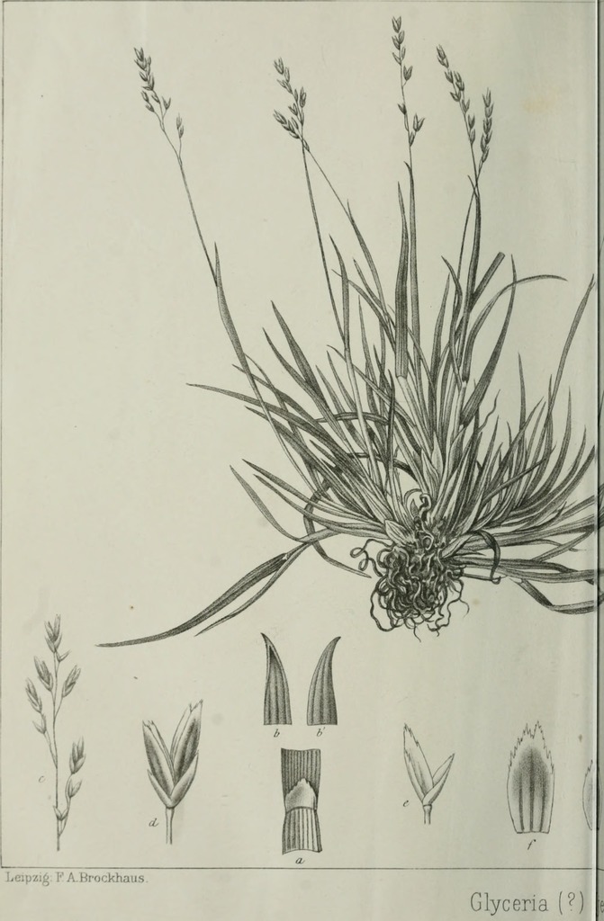 Vahl's Alkali Grass (Yukon Species of Conservation Concern Guide ...