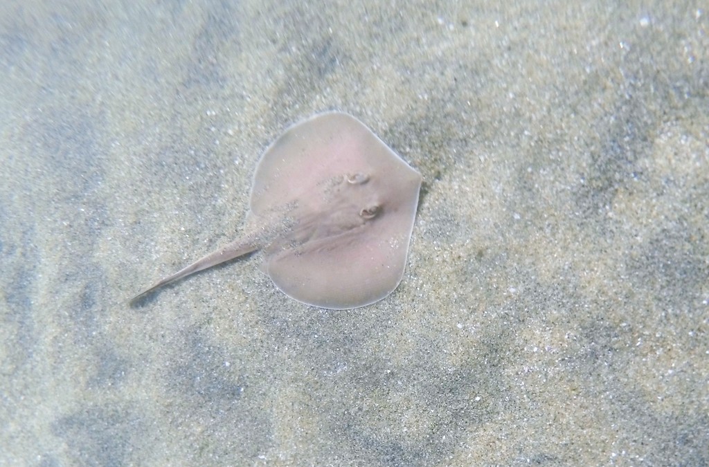 Dwarf Round Ray from Manzanillo, Col., México on January 10, 2017 at 08 ...
