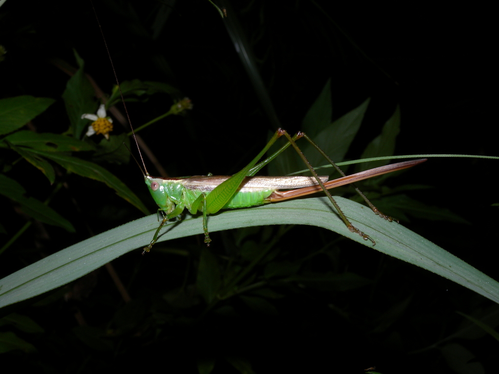 Conocephalus exemptus from 日本、〒905-0009 沖縄県名護市宇茂佐の森 on September 25 ...