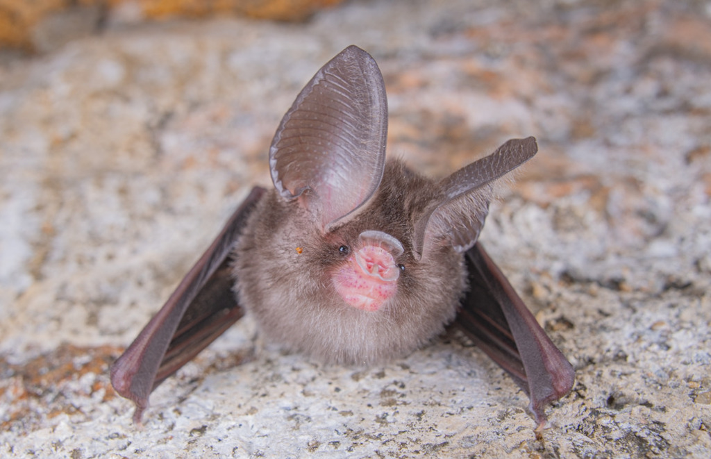 Exotic Roundleaf Bat from 中国广东省珠海市斗门区 on October 29, 2025 at 10:36 AM ...