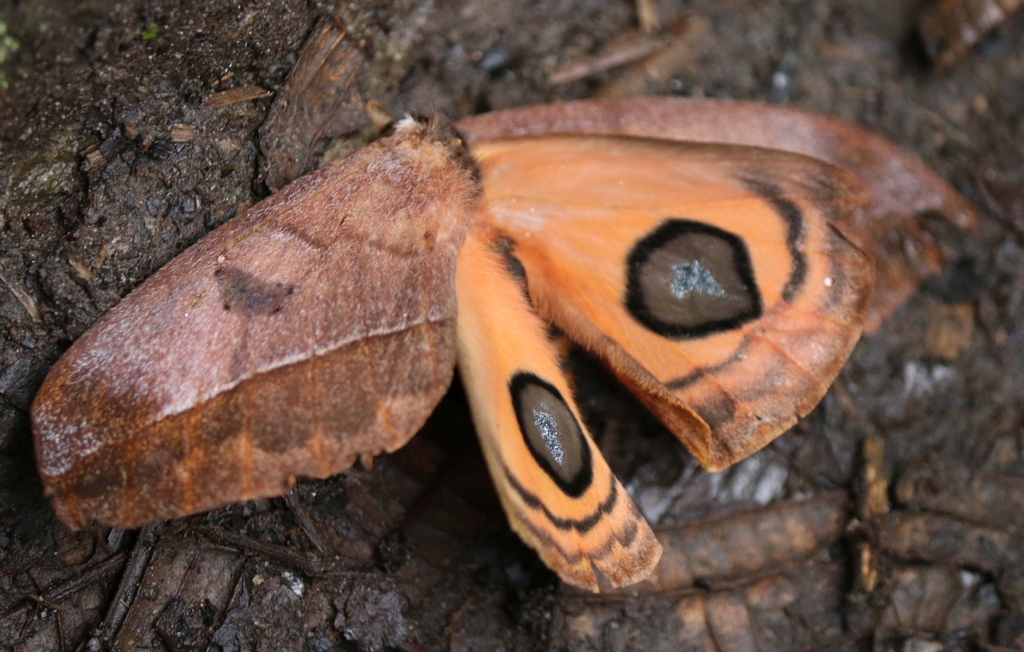 Automeris hamata from H2QV+H3 Roca Blanca - Refugio de montaña, Choachí ...
