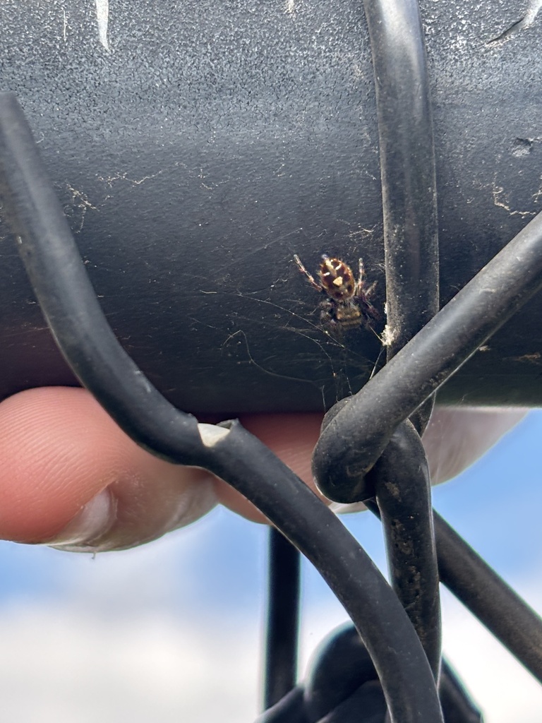 Bold Jumping Spider from Cardinal Run Park South, Lexington, KY, US on ...