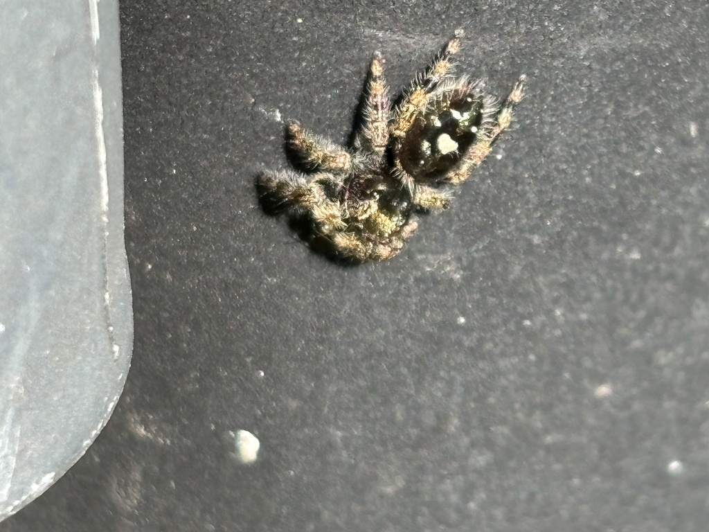 Bold Jumping Spider from Cardinal Run Park South, Lexington, KY, US on ...