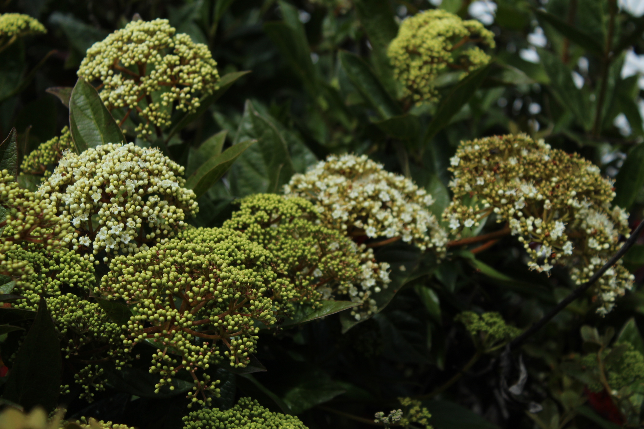 Viburnum triphyllum Benth.