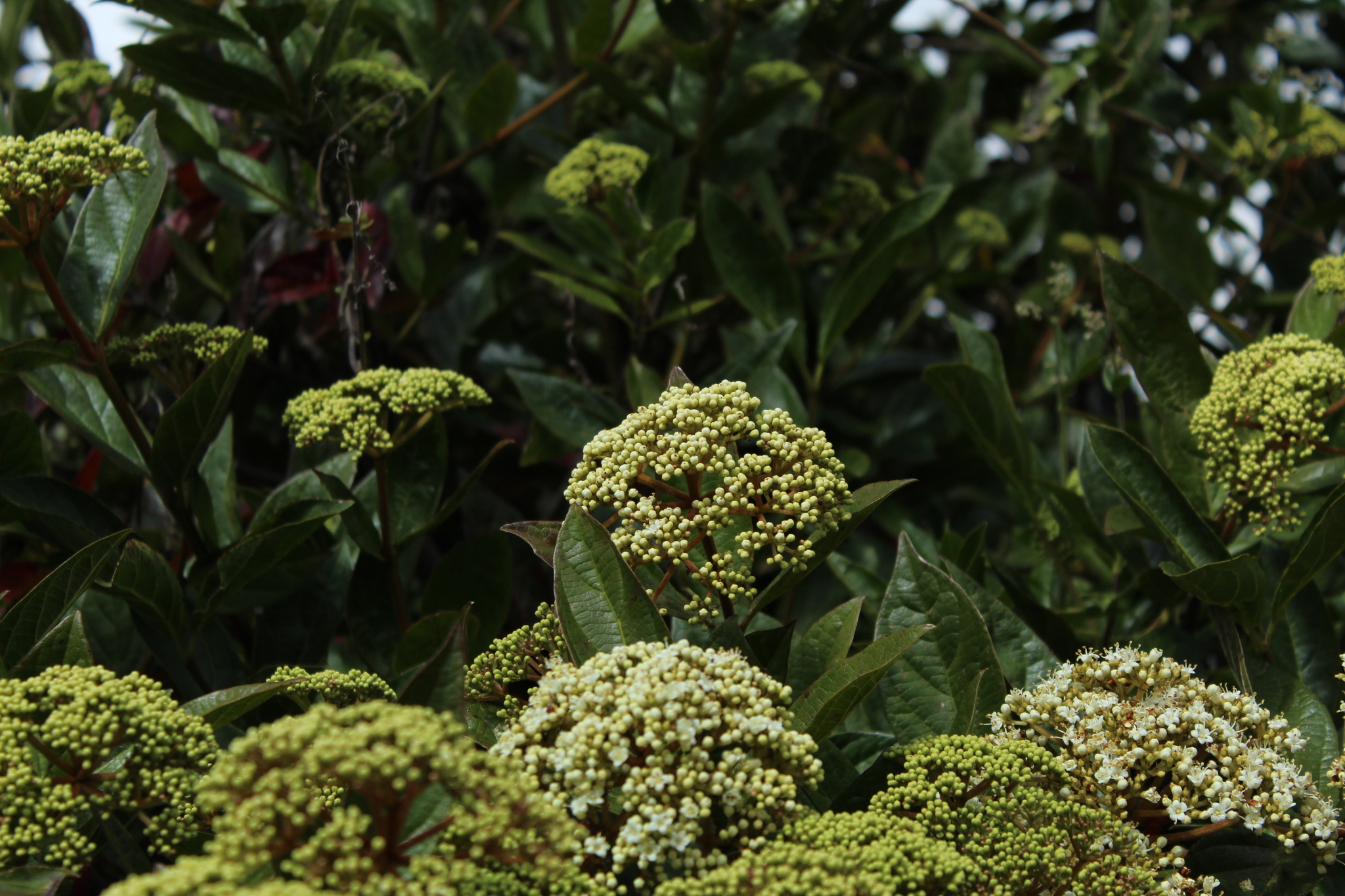 Viburnum triphyllum Benth.