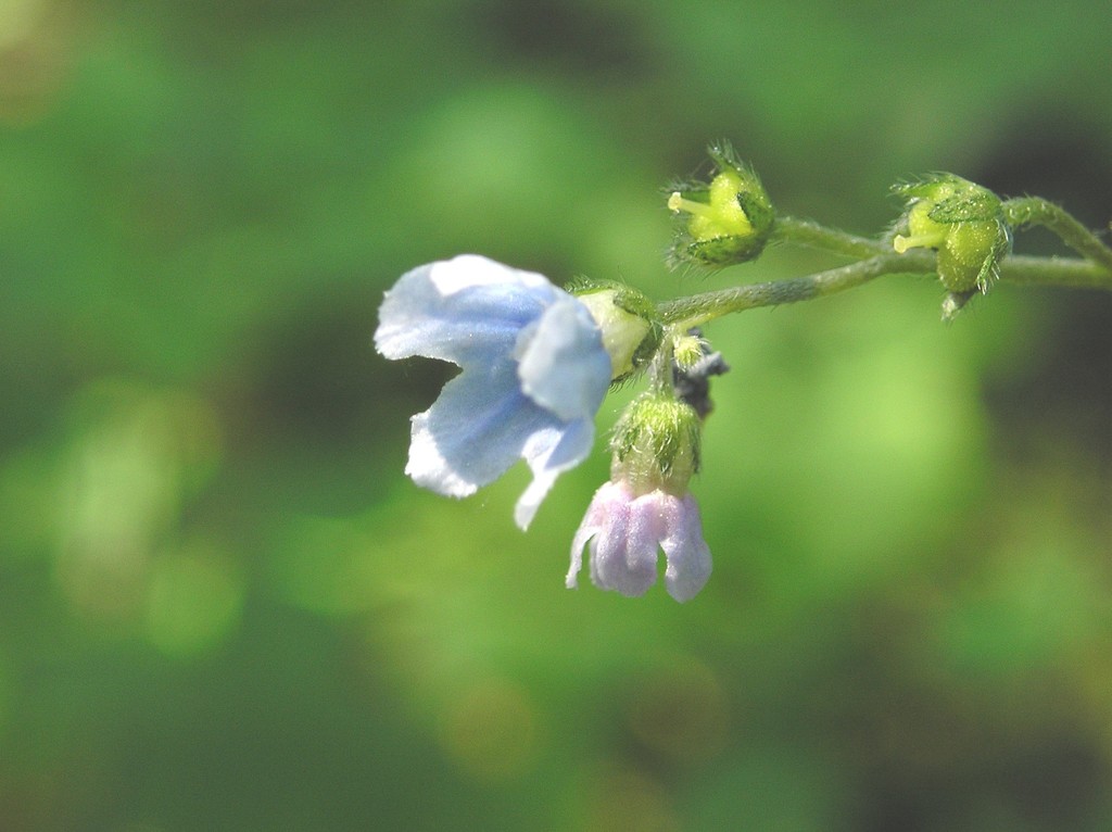 Northern Wild Comfrey (Yukon Species of Conservation Concern Guide ...