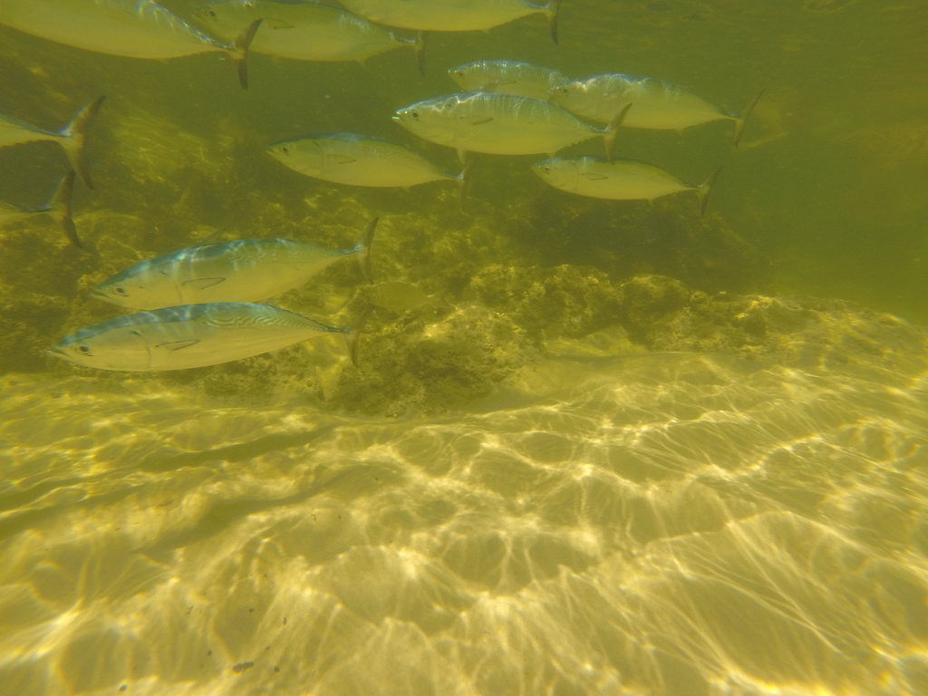 Frigate Tuna (Auxis thazard) - Marine Life Identification