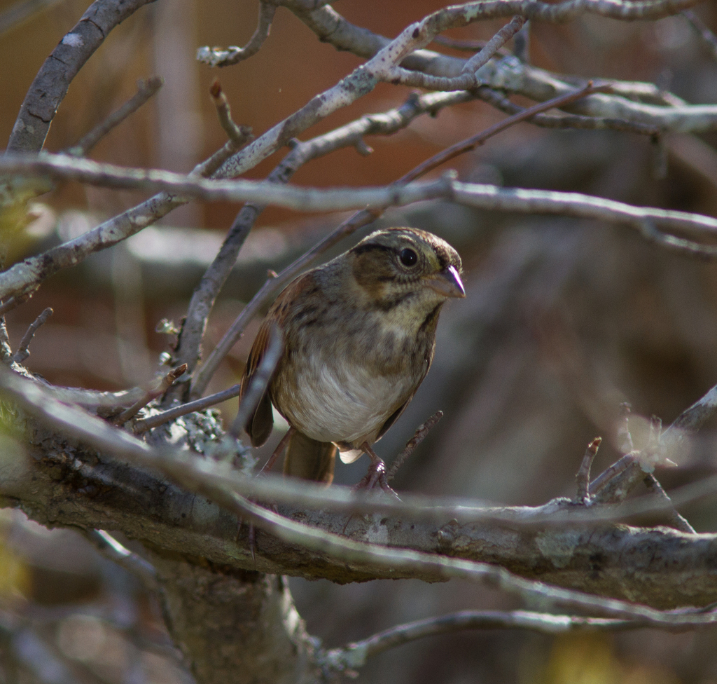 Swamp Sparrow (Birds of Alabama) · iNaturalist