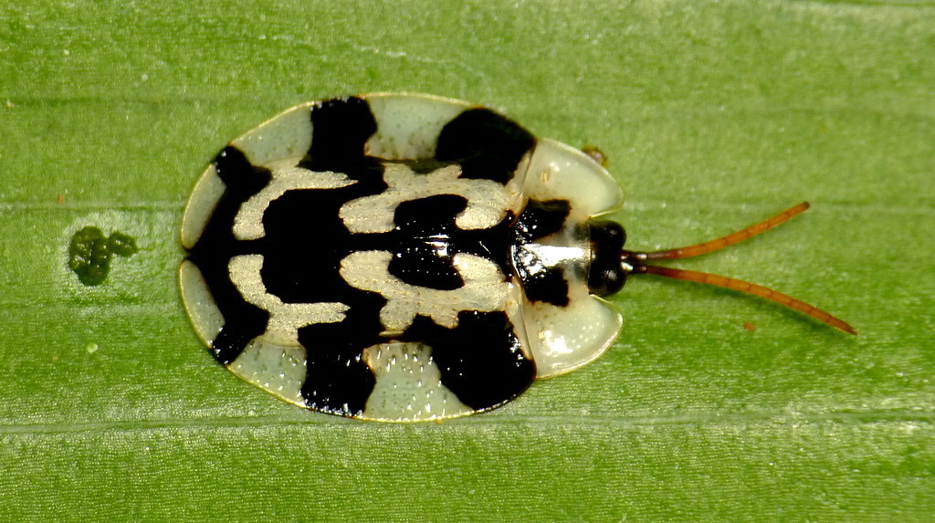 Checkered Tortoise Beetle (Coleoptera of Loreto, Peru) · iNaturalist