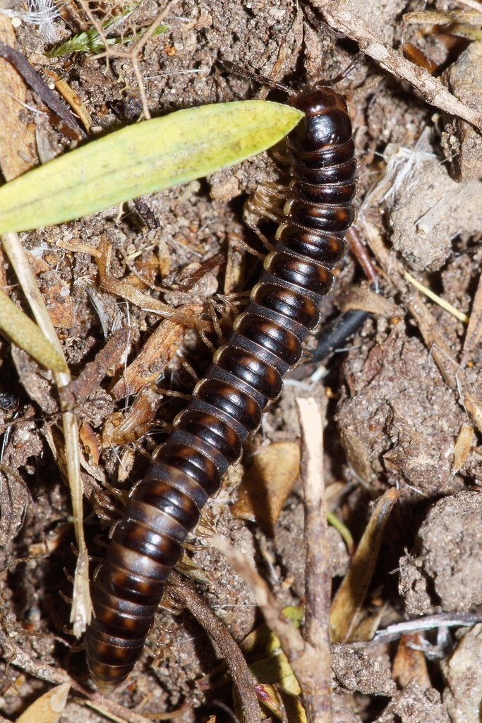Greenhouse Millipede from Wainuiomata, Lower Hutt, Neuseeland on ...