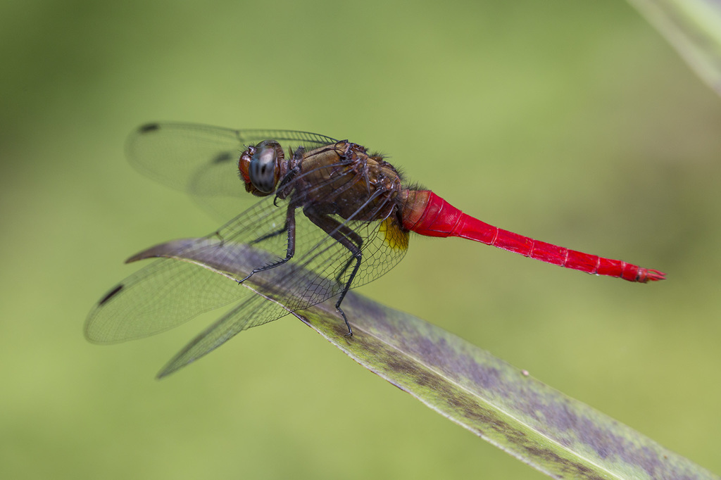 Brown-backed Red Marsh Hawk (Mammals of Chhattisgarh, India) · iNaturalist