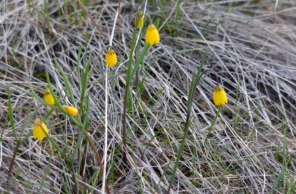 yellow fritillary from Highway 97, Kelowna, BC, Canada on March 15 ...