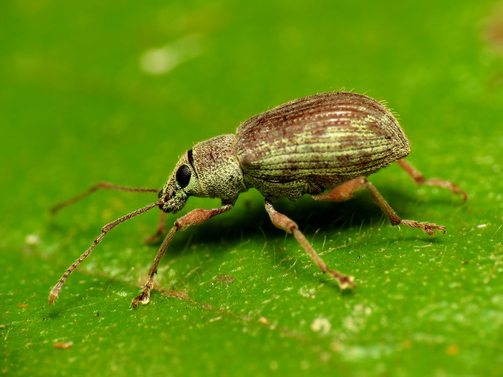 Asian Oak Weevil (Pipsico Scout Reservation Awesome Nature Guide ...