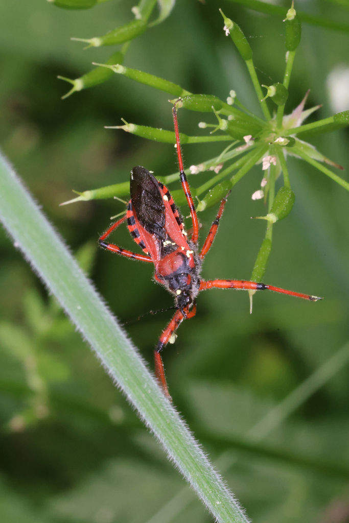 Rhynocoris iracundus from Weyer, Österreich on June 5, 2025 at 10:47 AM ...