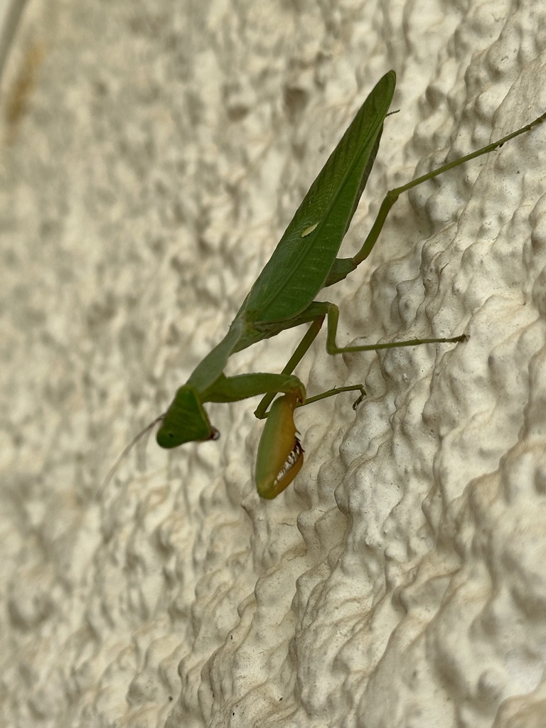 Common Green Mantis from Rue du Bélier, Abidjan, Lagunes, CI on October ...