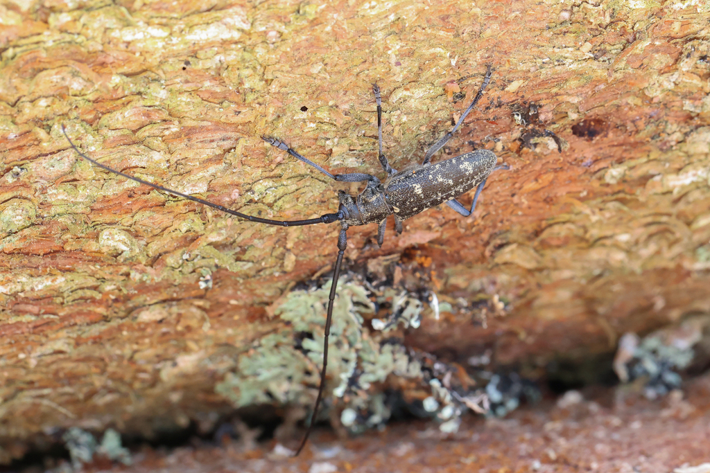 Pine Sawyer Beetle from Weyer, Österreich on June 4, 2025 at 02:16 PM ...