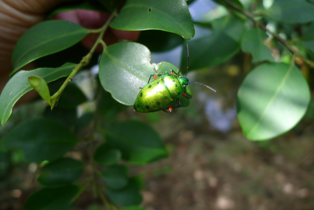 Calliphara excellens from Takana, Taketomi, Yaeyama District, Okinawa ...