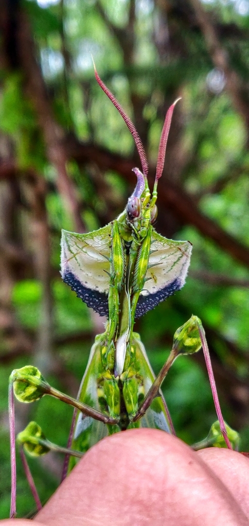 Giant Devil's Flower Mantis from Mbarali, Tanzania on December 30, 2019 ...