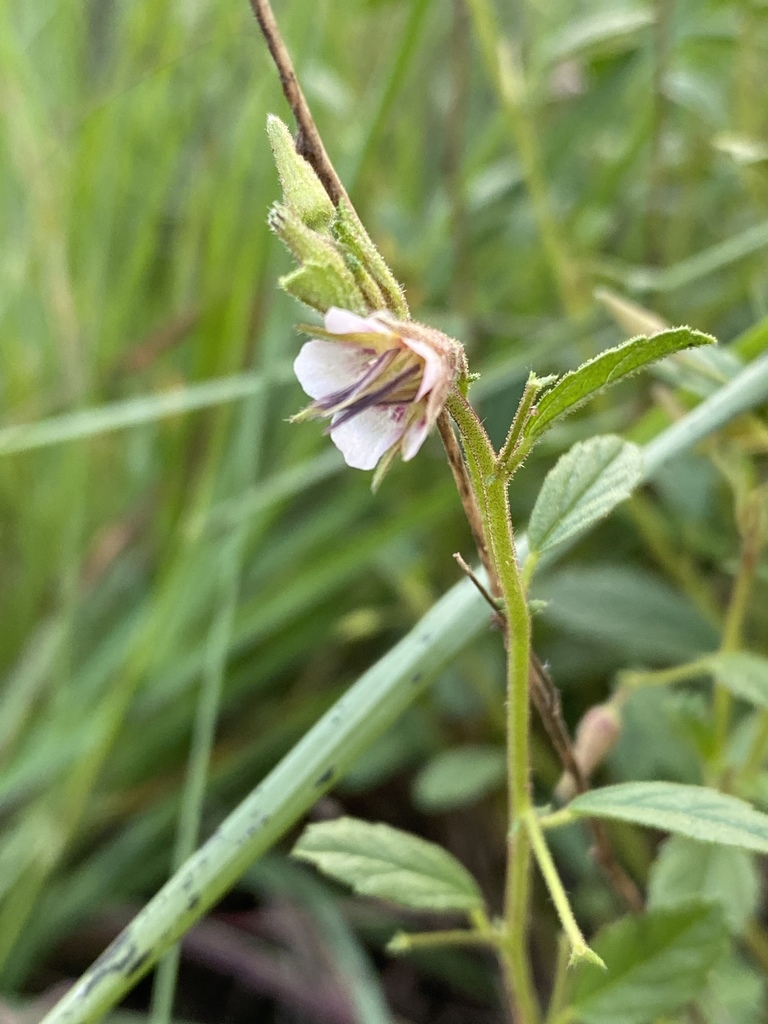 Hermannia boraginiflora from Roodeplaat, Roodeplaat, GP, ZA on December ...