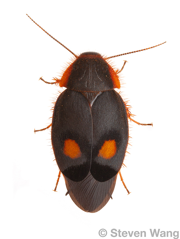 Pacific Cockroach (Florianopolis - Insects, no Lepidoptera) · iNaturalist