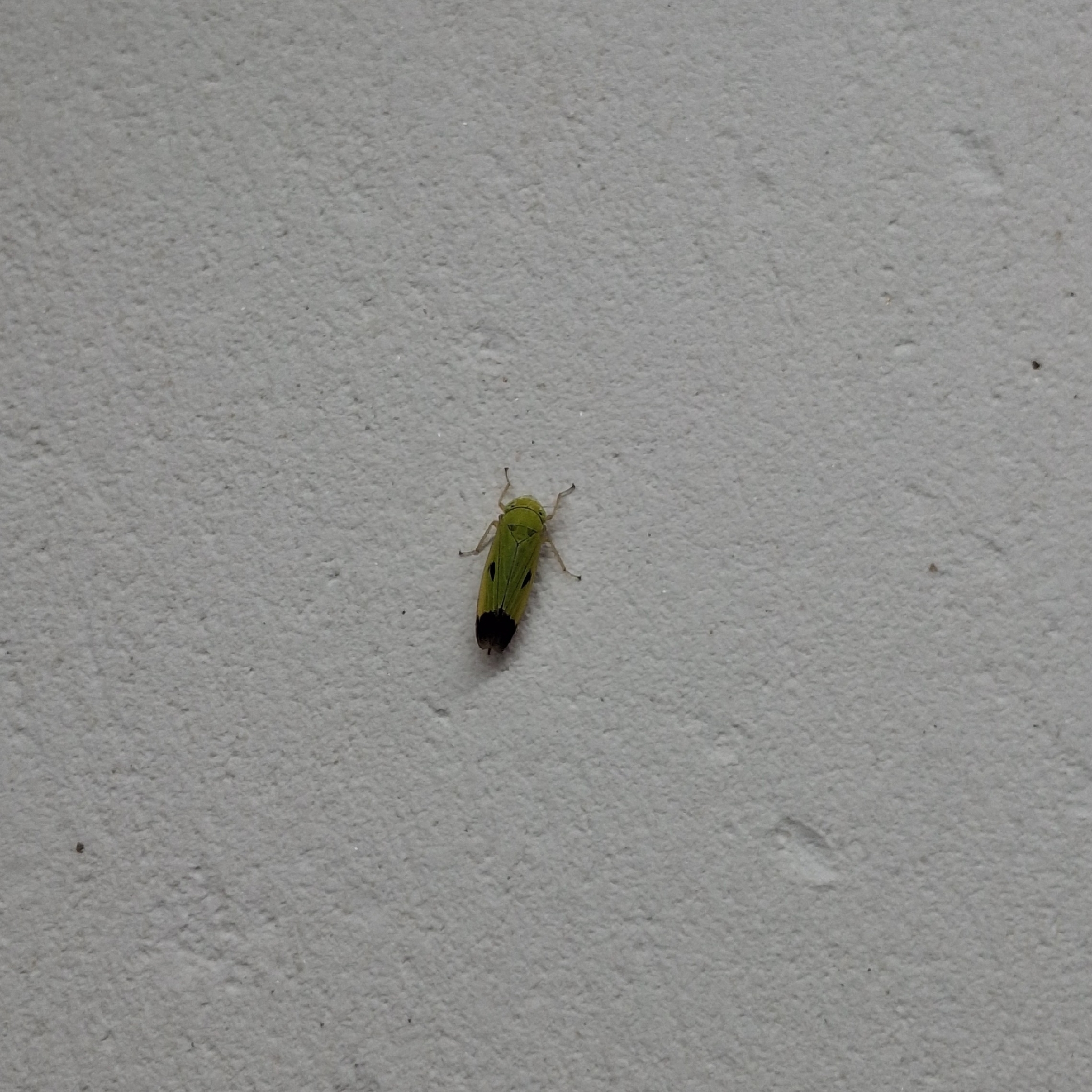 Nephotettix virescens | Insect Vectors of Plant Disease