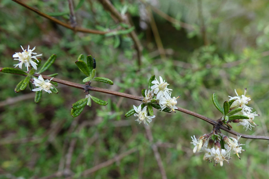 Olearia bullata from Mount Allan 9074, New Zealand on December 28, 2019 ...