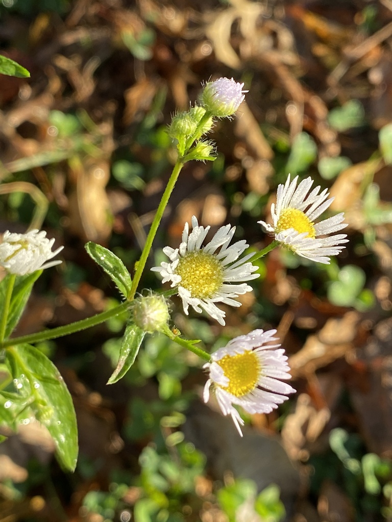 annual fleabane from Fannie Stebbins Memorial Wildlife Refuge, Fannie ...