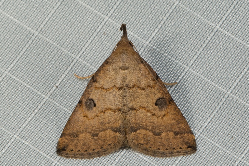 Simplicia discosticta from Fraser's Hill, Pahang, Malaysia on February ...