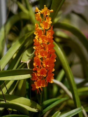 Vanda miniata · iNaturalist