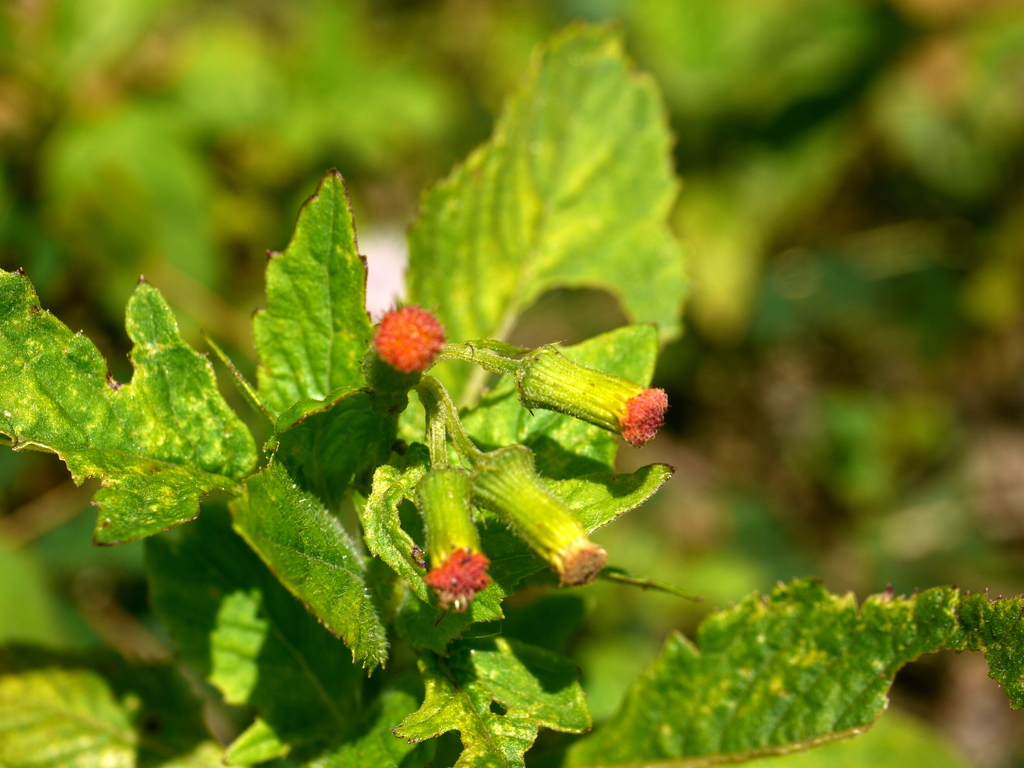 redflower ragleaf from Knuckles, Sri Lanka on February 28, 2016 at 01: ...