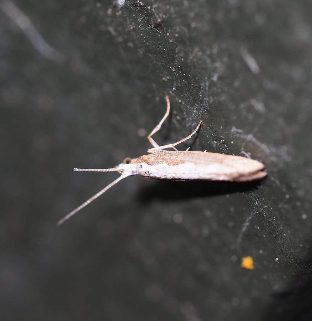 Diamondback Moth from State Highway 7, Springs Junction 7847, New ...