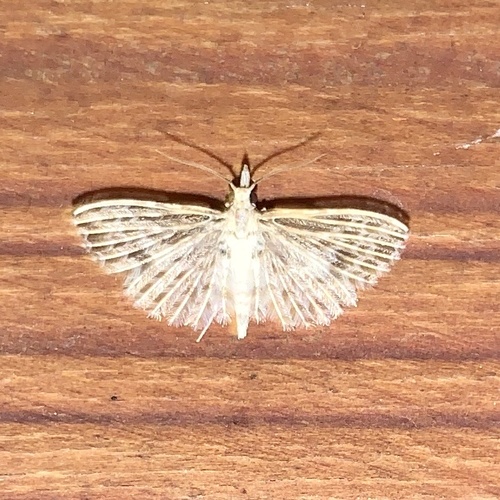 Alucita agapeta · iNaturalist