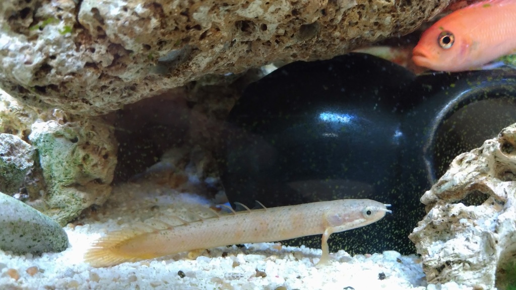 Senegal Bichir (Polypterus senegalus) - Marine Life Identification