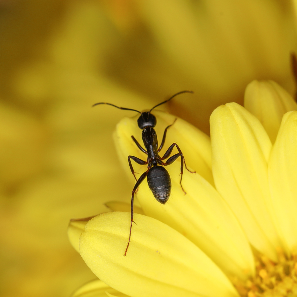 Carpenter Ants, Typical Sugar Ants and Allies from Fort Totten ...