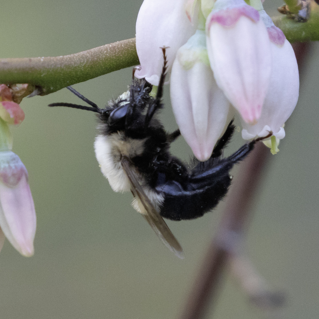 Blueberry Digger Bee from 299 Duck Rd, Southern Shores, NC 27949, USA ...