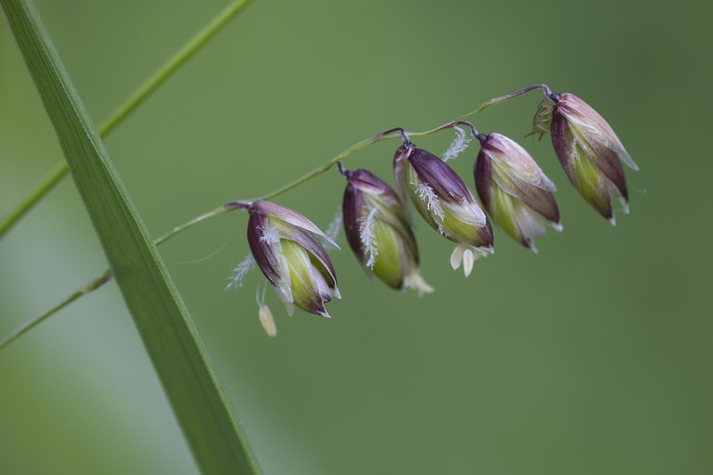 melicgrasses (Melica) - Botanical Realm