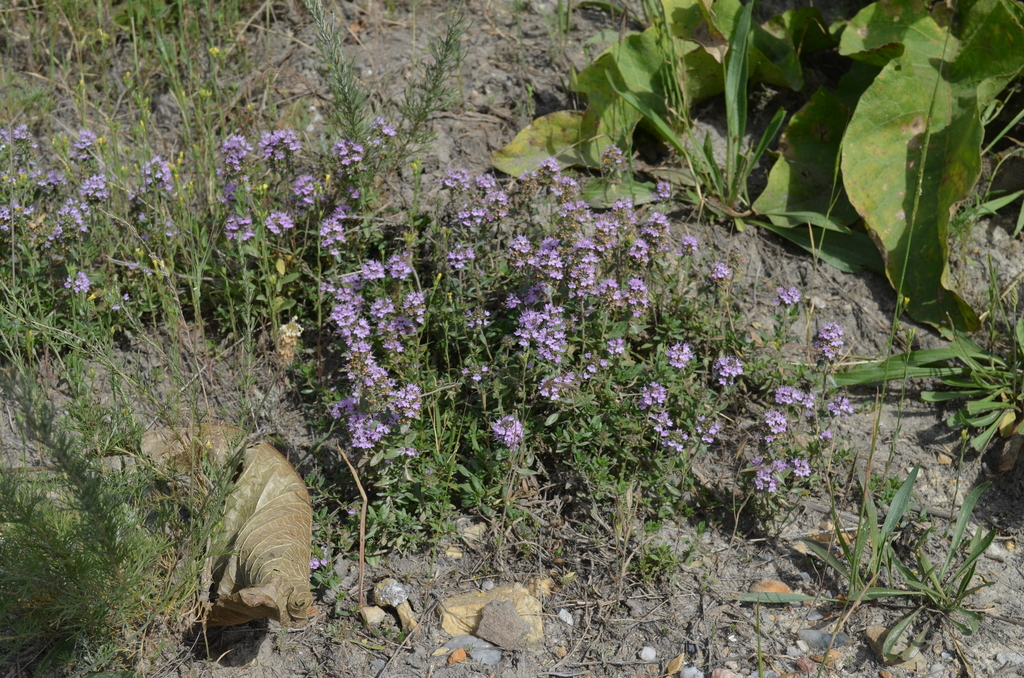 Thymus incertus from FSKR, Киргизия on June 2, 2018 at 05:22 PM by ...