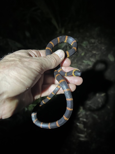 Terrestrial Snail Sucker (Geophis sartorii) - Snakes and Lizards