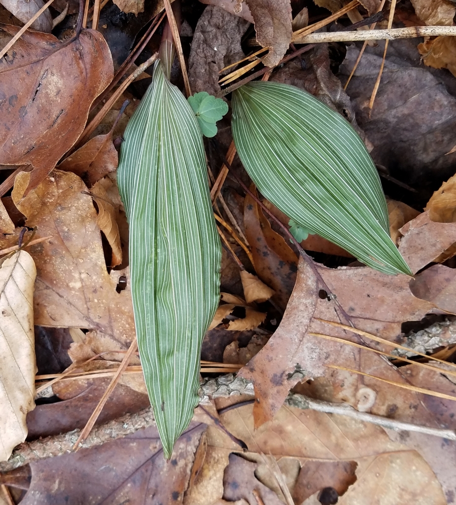 putty root in December 2019 by karenandphillip · iNaturalist