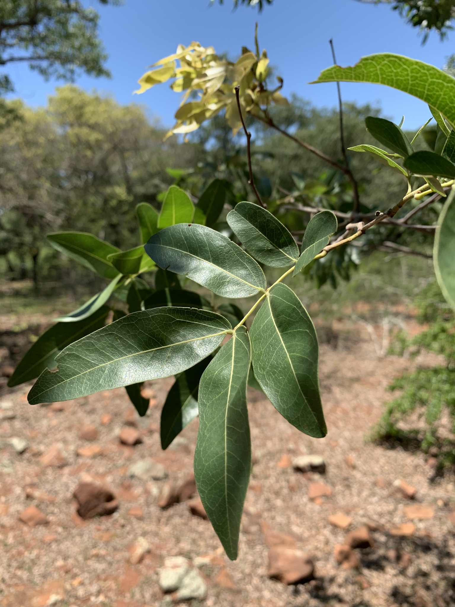 Brachystegia spiciformis Benth.