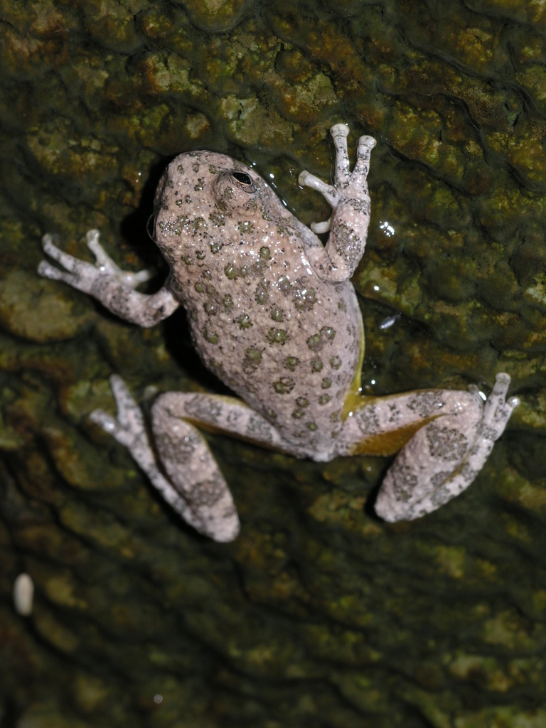 Canyon Tree Frog from Agua Prieta, Son., Mexico on November 14, 2006 at ...