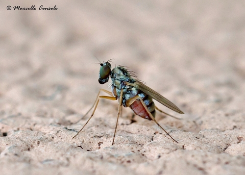 Medetera (Santa Cruz Island Reserve, California-Insects) · iNaturalist