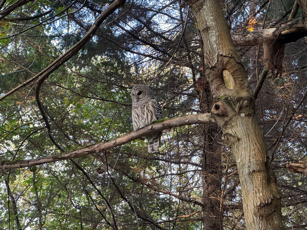 Barred Owl from N Beach Trail, Seattle, WA, US on November 2, 2025 at ...