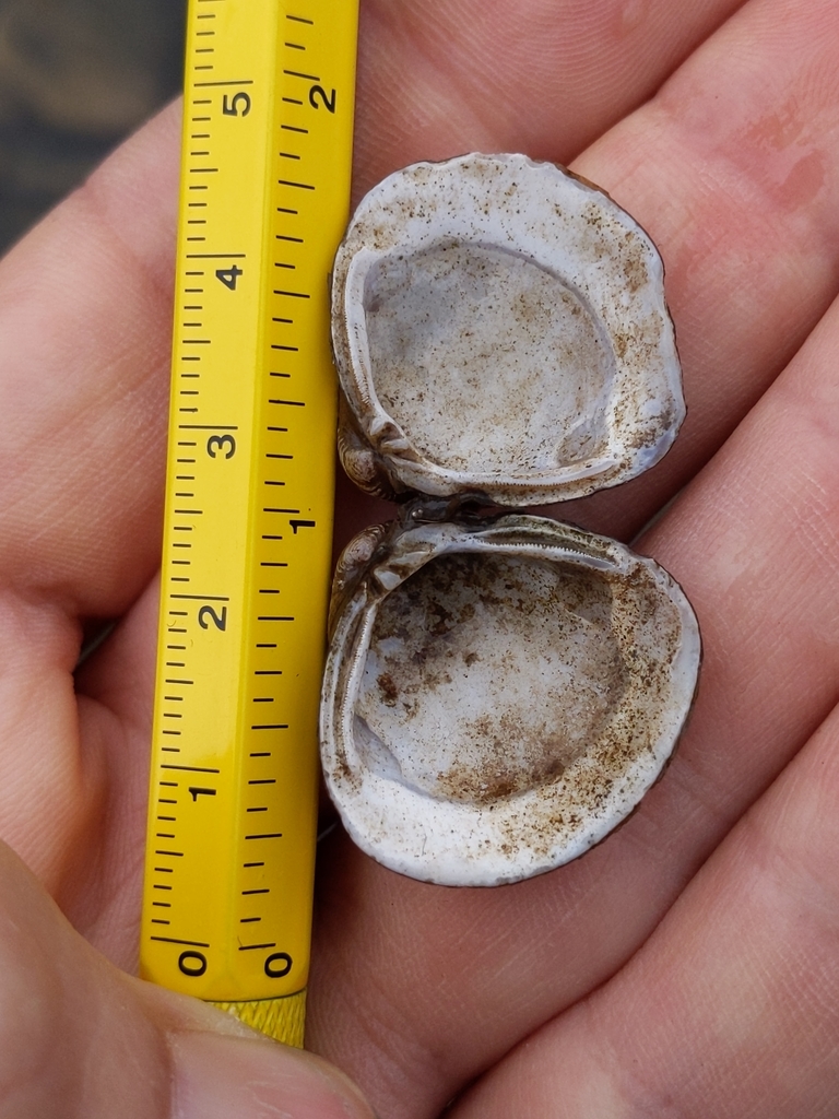 Asian Clam (ADIRONDACK RESEARCH GUIDEBOOK) · iNaturalist