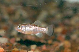 Typical Pupfishes (Cyprinodon) - Marine Life Identification